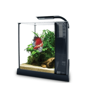 Sunshine Pets Online