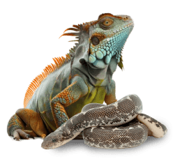 Sunshine Pets Online